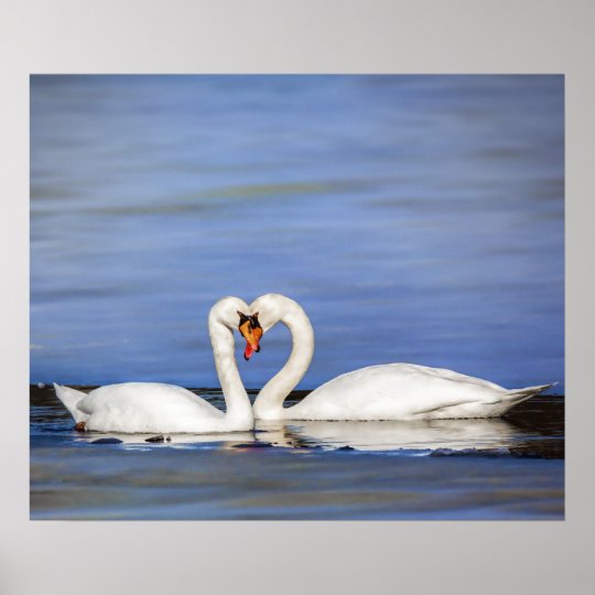 Winter Love Swan Couple Poster | Zazzle.com