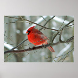 Winter Red Cardinal Poster | Zazzle