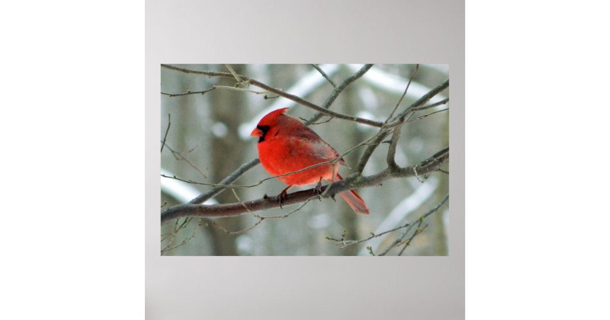Winter Red Cardinal Poster | Zazzle