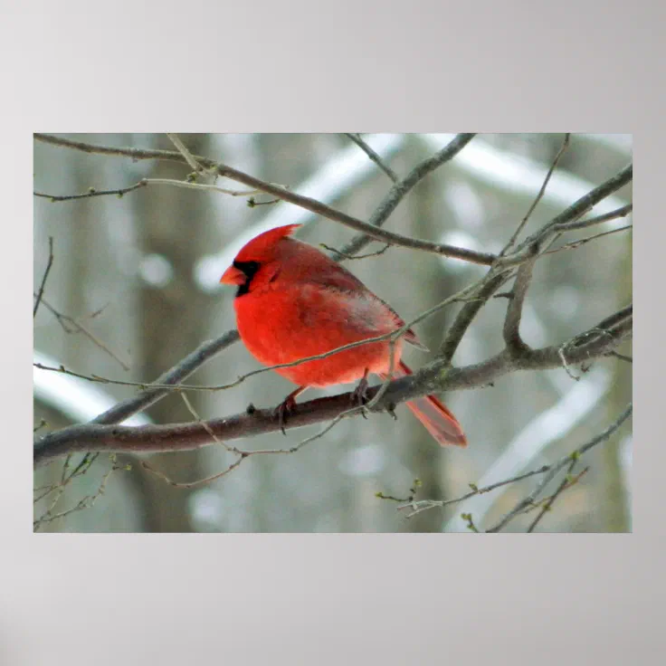 Winter Red Cardinal Poster | Zazzle