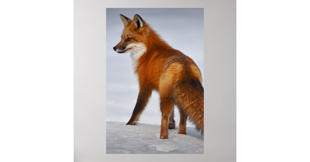 Winter Red Fox Poster | Zazzle