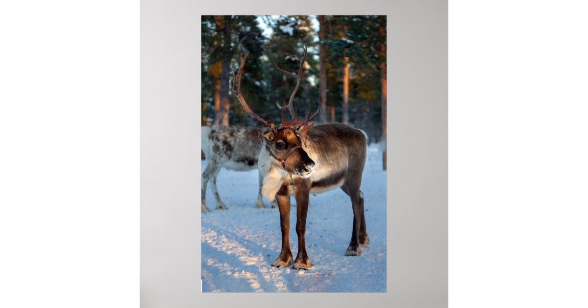 Winter Reindeer Snowing Mountain Pretty Landscape Poster | Zazzle