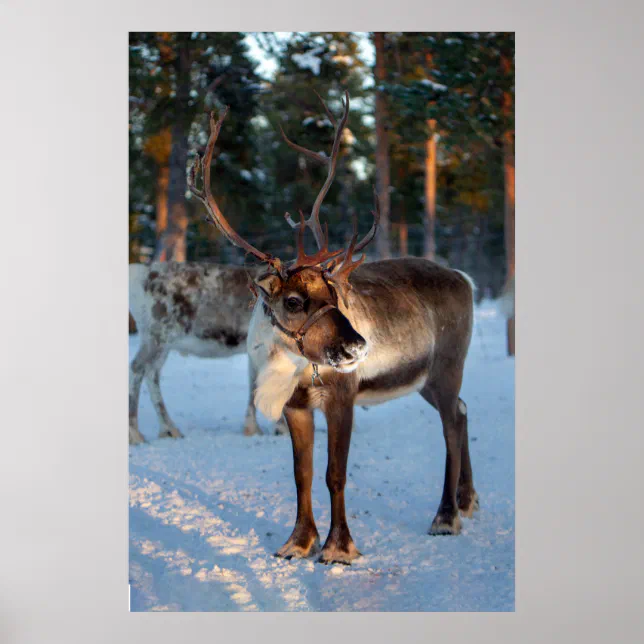 Winter Reindeer Snowing Mountain Pretty Landscape Poster | Zazzle