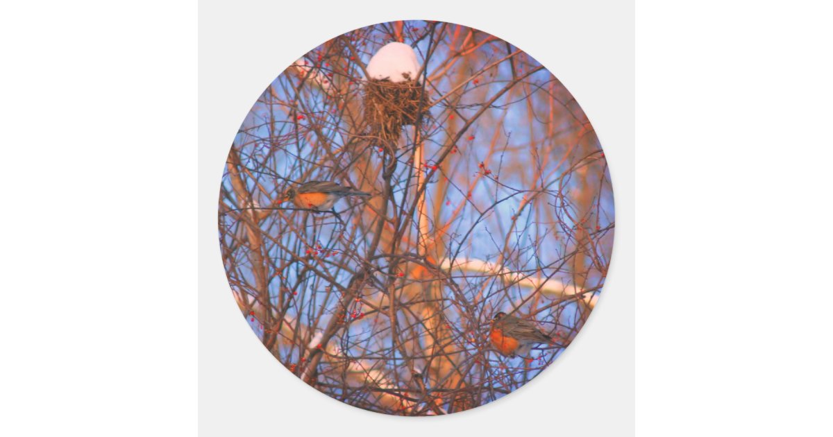 Winter Robins Wildlife Nature Classic Round Sticker | Zazzle