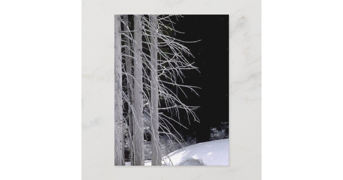 Winter Scene Postcard | Zazzle