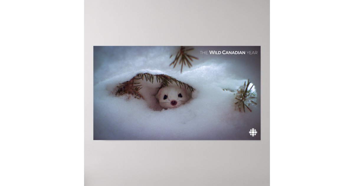 Winter - Short-Tailed Weasel Poster | Zazzle