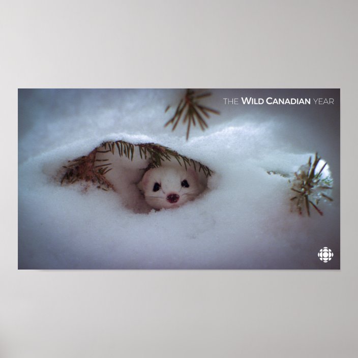 Winter - Short-Tailed Weasel Poster | Zazzle.com