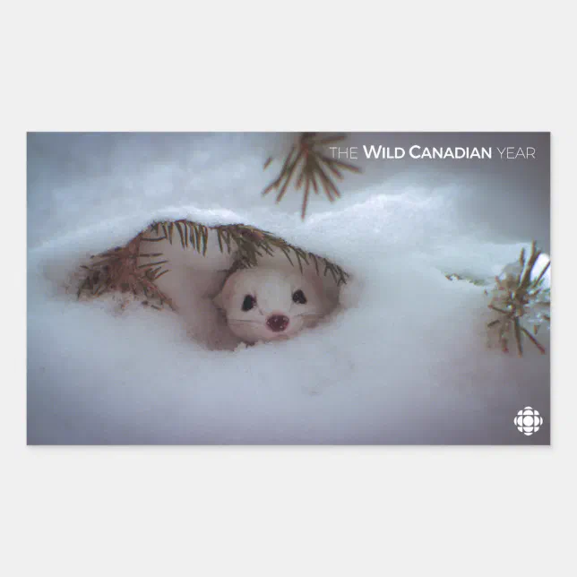 Winter - Short-Tailed Weasel Rectangular Sticker | Zazzle