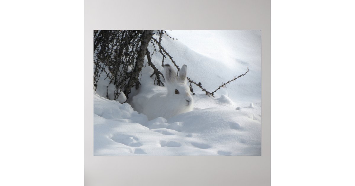 Winter Snow Bunny Art Poster | Zazzle