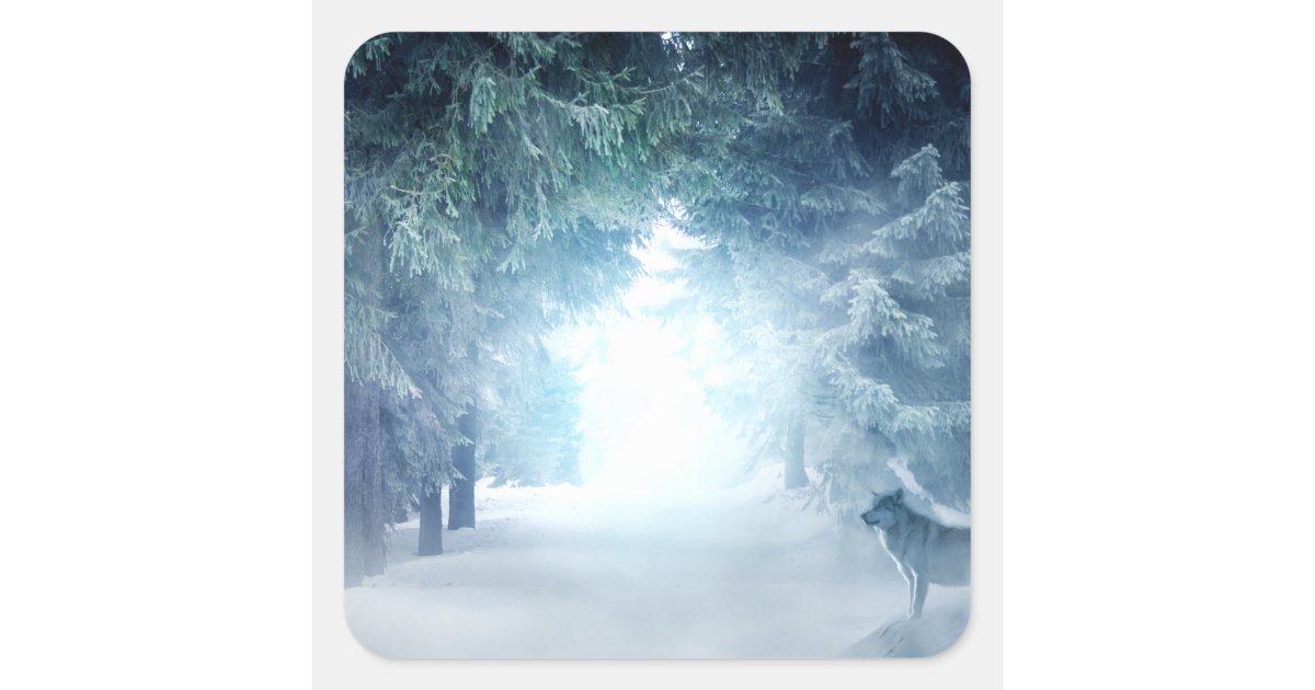 Winter Snow with Wolves in Evergreen Forest Square Sticker | Zazzle