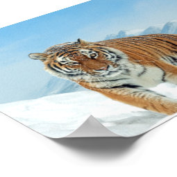Winter Tiger Mountains Nature Photo Snow Poster | Zazzle