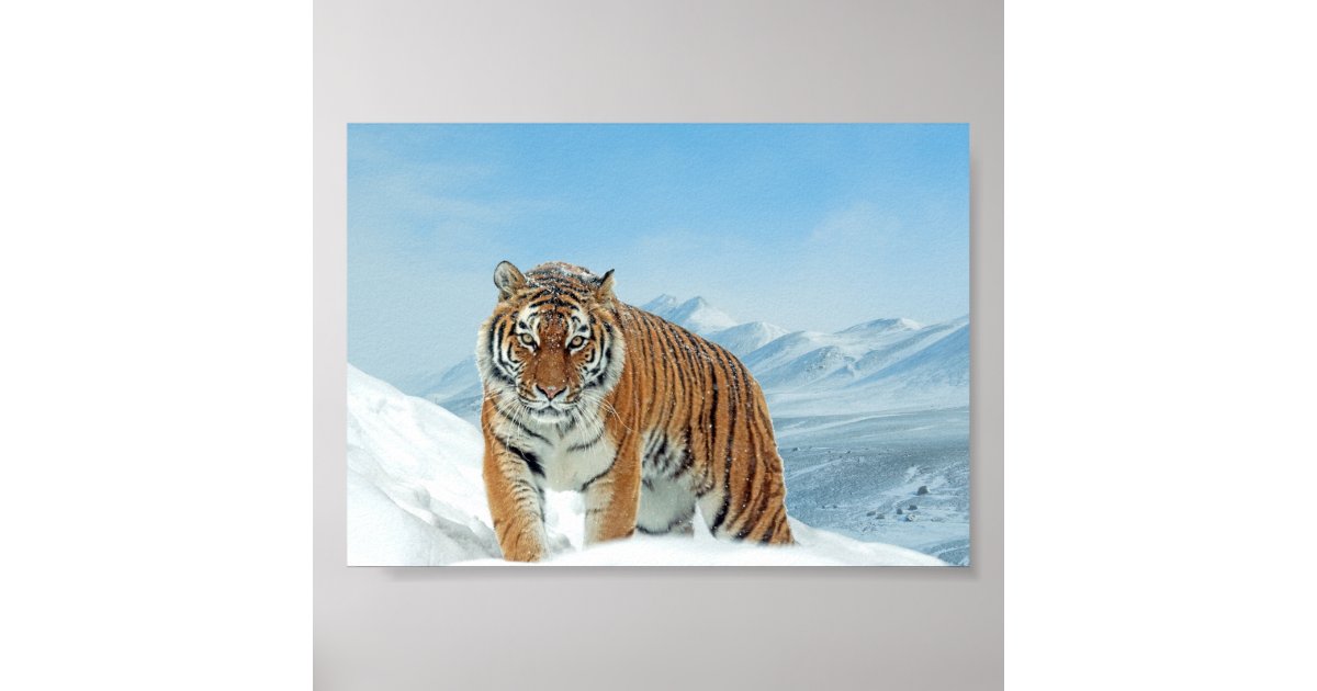 Winter Tiger Mountains Nature Photo Snow Poster | Zazzle