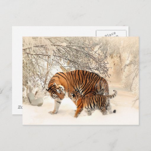 Winter Tigers postcard | Zazzle