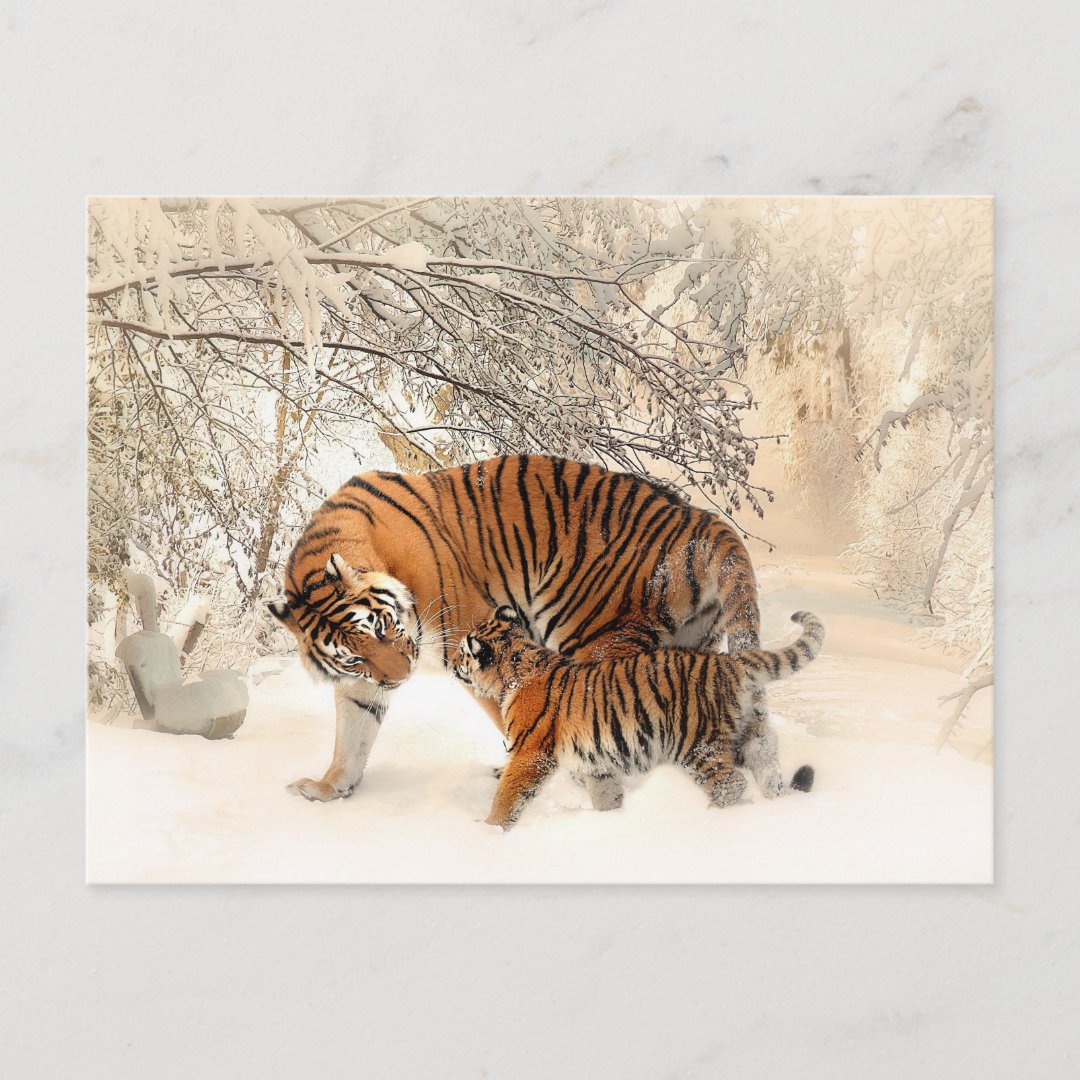 Winter Tigers postcard | Zazzle