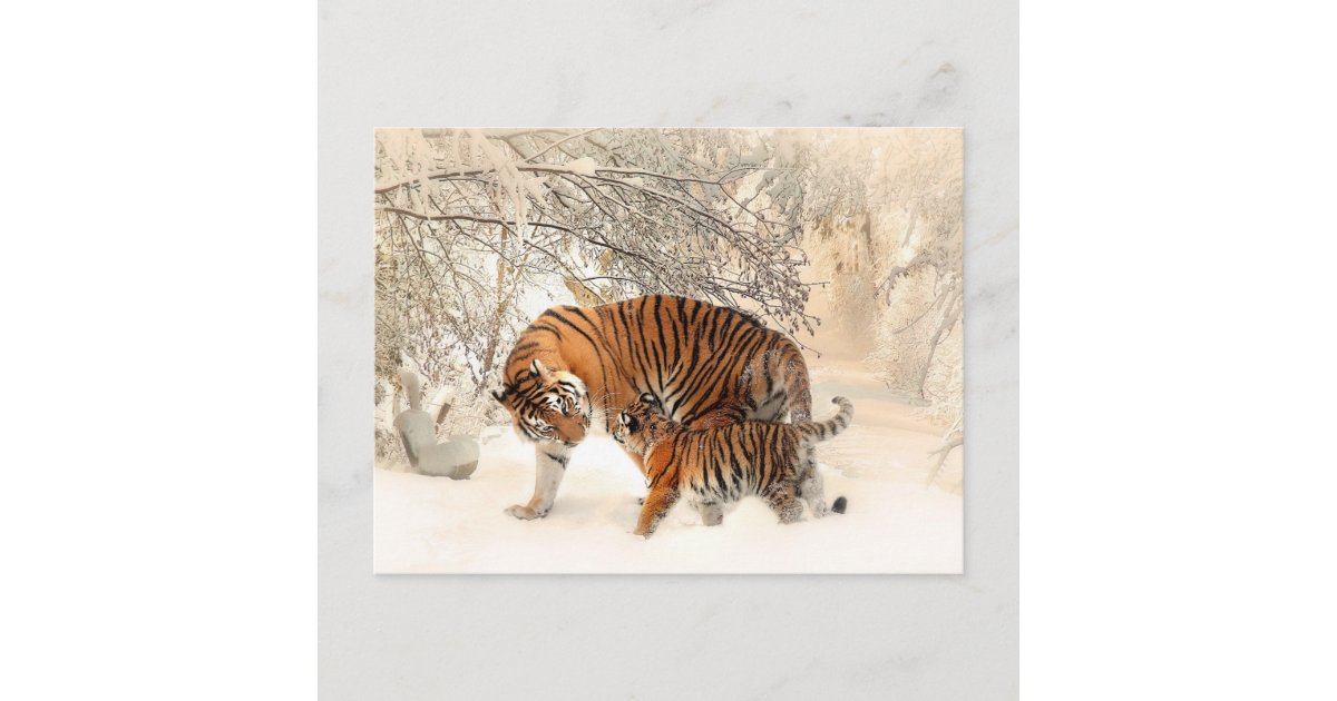 Winter Tigers postcard | Zazzle