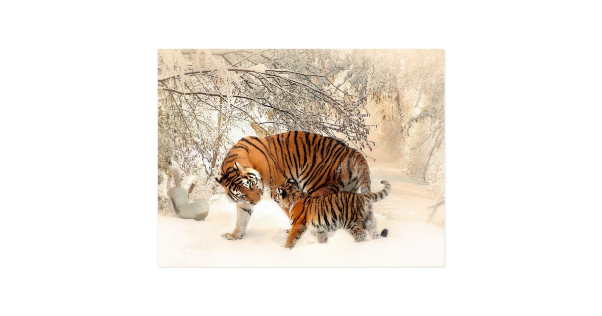 Winter Tigers postcard | Zazzle.com
