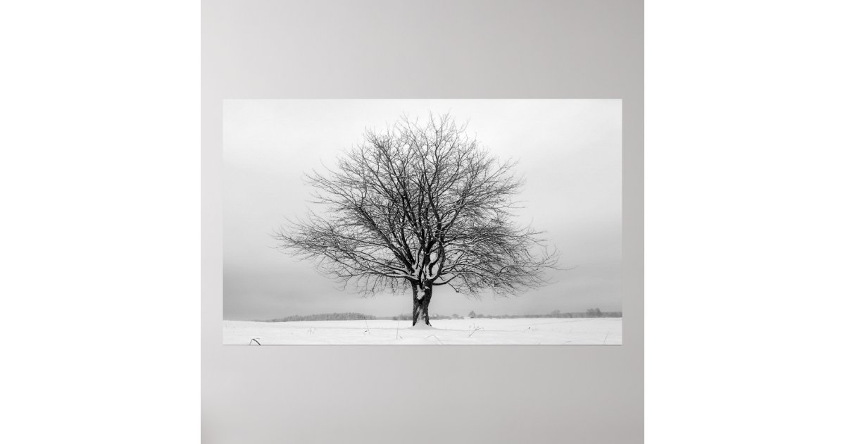 winter tree poster | Zazzle