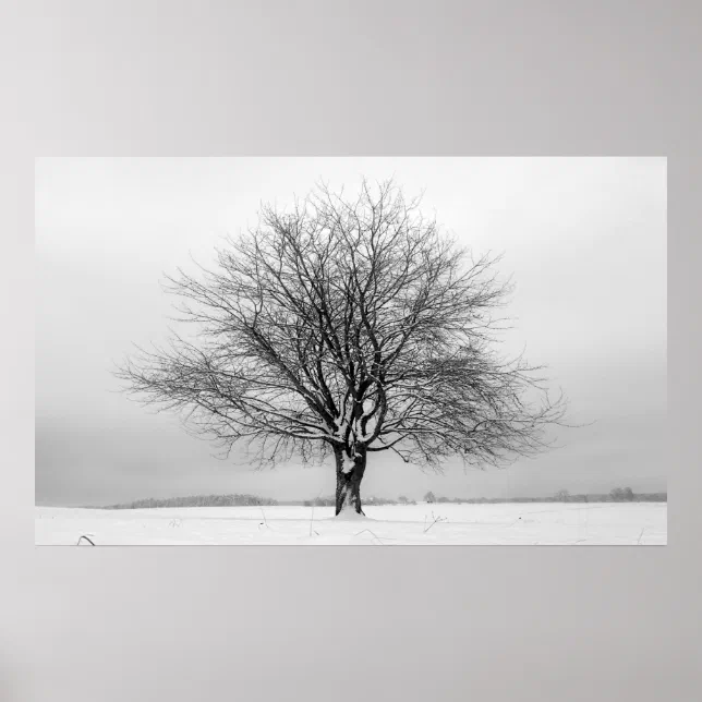 winter tree poster | Zazzle