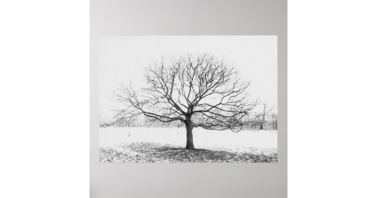 Winter Tree Poster | Zazzle