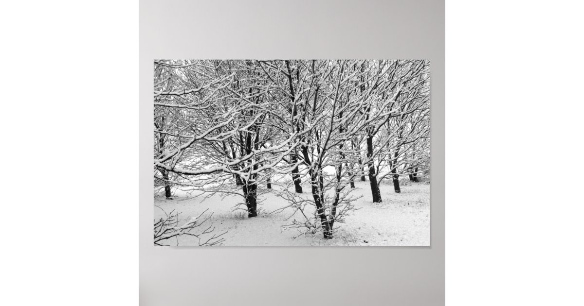 Winter Trees 16x11 Poster | Zazzle