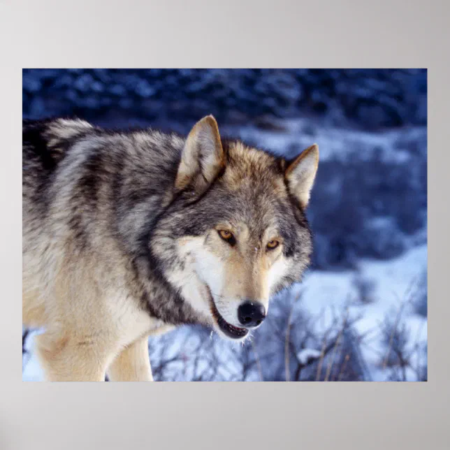 Winter Wolf 2 Poster | Zazzle