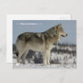 Winter - Wolf Postcard | Zazzle