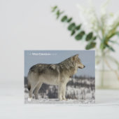 Winter - Wolf Postcard | Zazzle