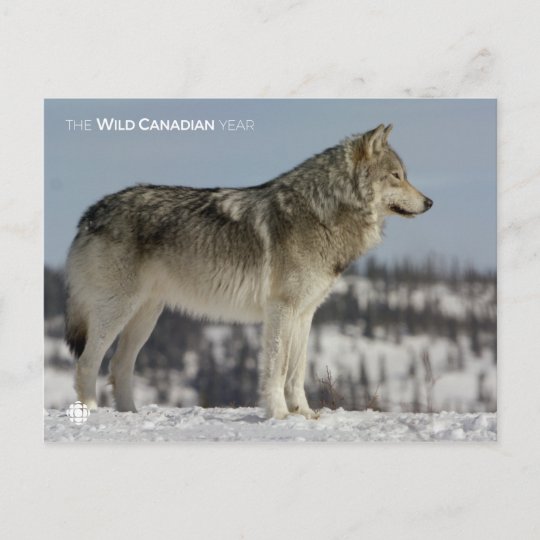 Winter - Wolf Postcard | Zazzle.com