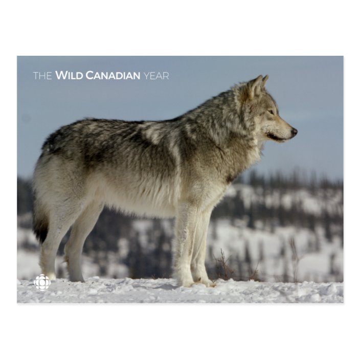 Winter - Wolf Postcard | Zazzle.com