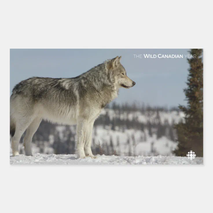 Winter - Wolf Rectangular Sticker | Zazzle