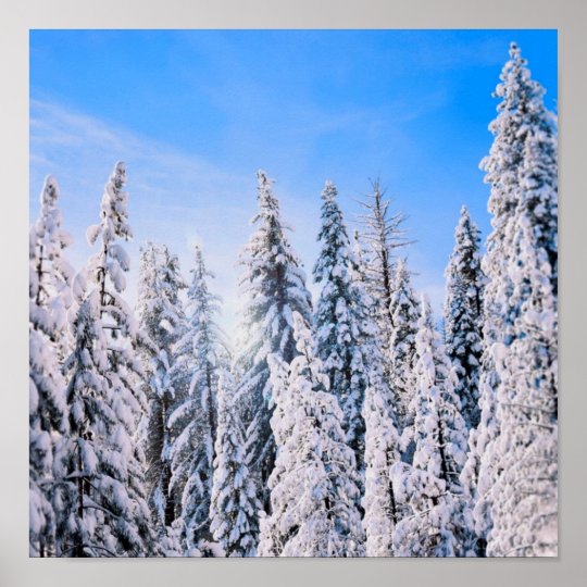 Winter Wonderland Pine Trees in Snow Poster | Zazzle.com