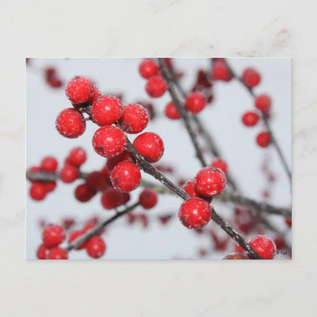 Winterberry Postcard | Zazzle