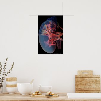 Wireframe of the inside of a kidney poster | Zazzle