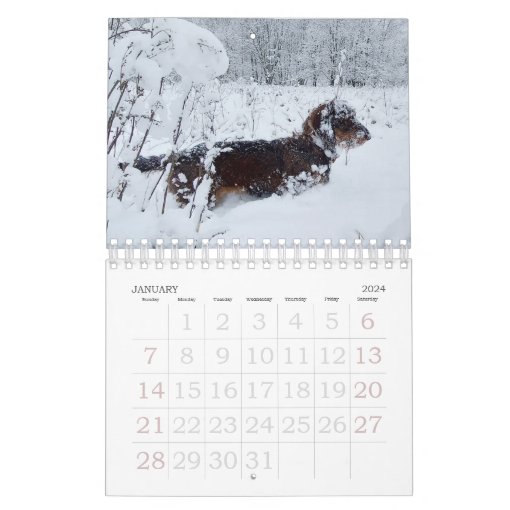 Wirehaired Dachshund Calendar | Zazzle