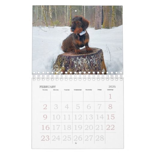 Wirehaired Dachshund Calendar | Zazzle