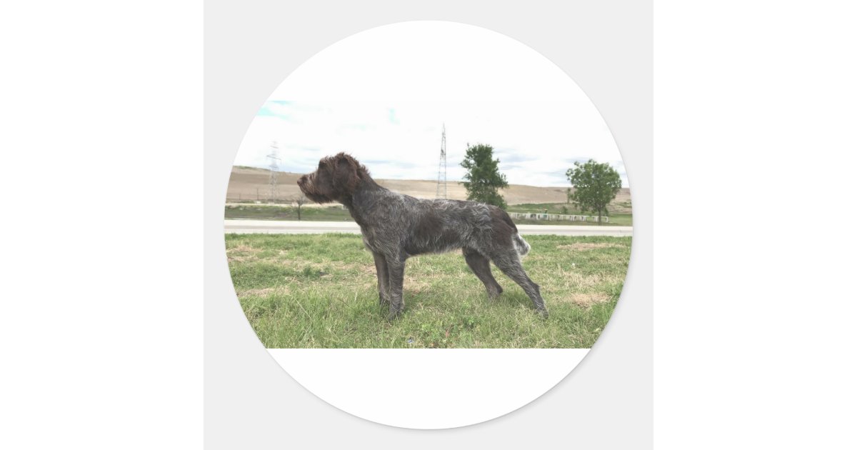 Wirehaired Pointing Griffon Sticker | Zazzle