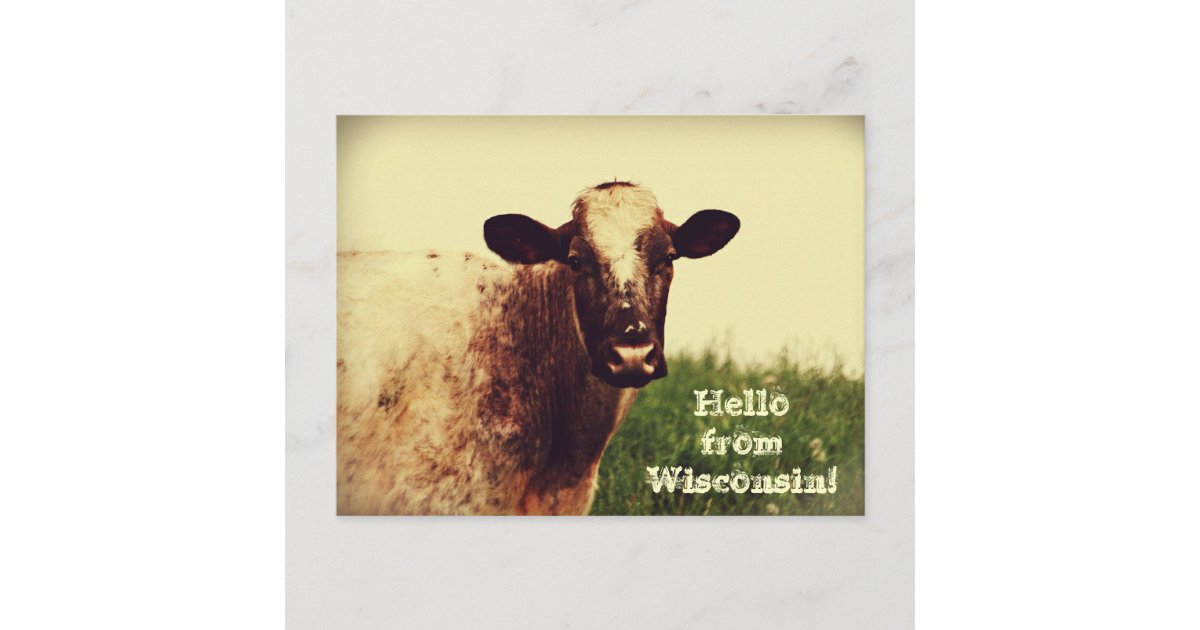Wisconsin Cow Photo Postcard | Zazzle