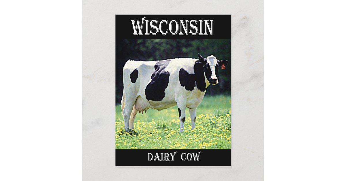 Wisconsin Dairy Cow Postcard | Zazzle