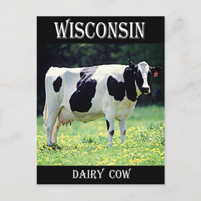 Wisconsin Dairy Cow Postcard | Zazzle