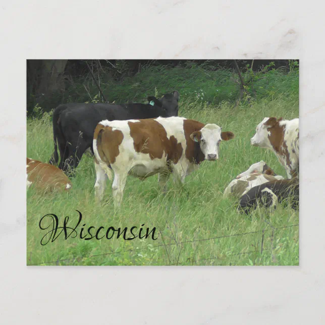Wisconsin Postcard with photo of Cow in Pasture | Zazzle