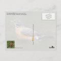 Wisconsin State Bird - American Robin Postcard | Zazzle