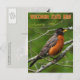 Wisconsin State Bird - American Robin Postcard | Zazzle