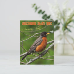 Wisconsin State Bird - American Robin Postcard | Zazzle