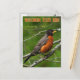 Wisconsin State Bird - American Robin Postcard | Zazzle
