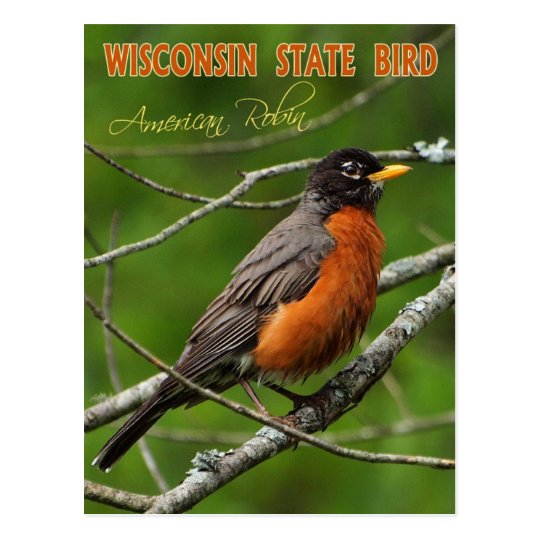 Wisconsin State Bird - American Robin Postcard | Zazzle.com