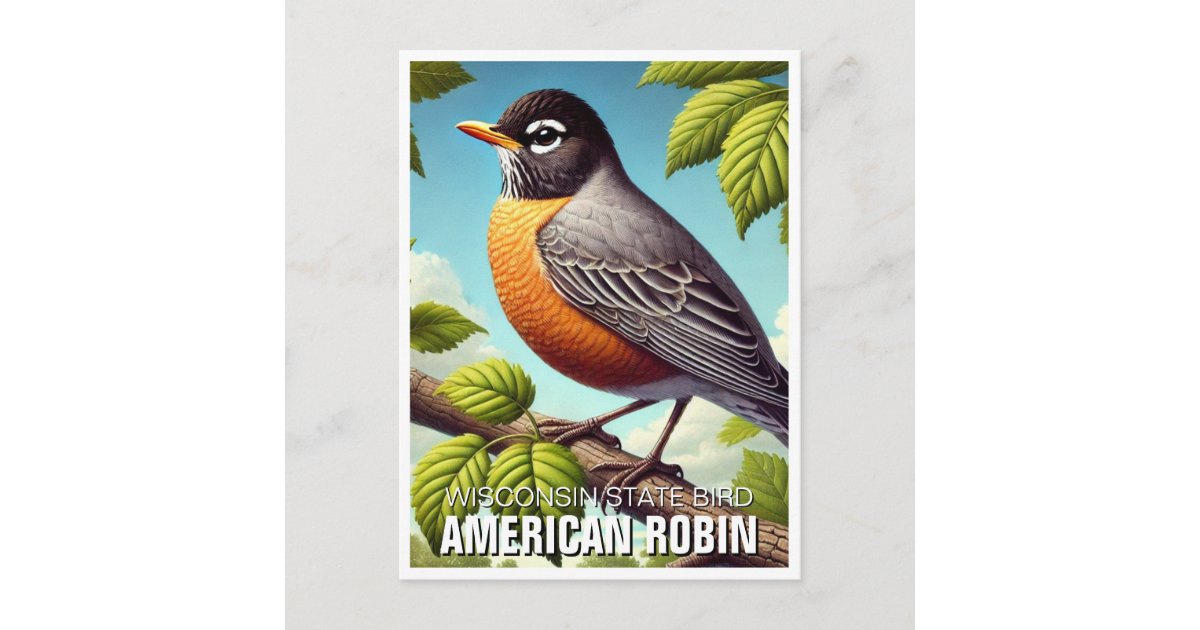 Wisconsin State Bird American Robin Postcard | Zazzle