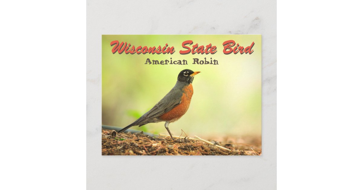 Wisconsin State Bird Robin Postcard | Zazzle