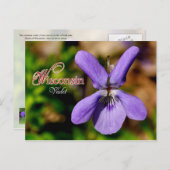 Wisconsin State Flower: Violet Postcard | Zazzle