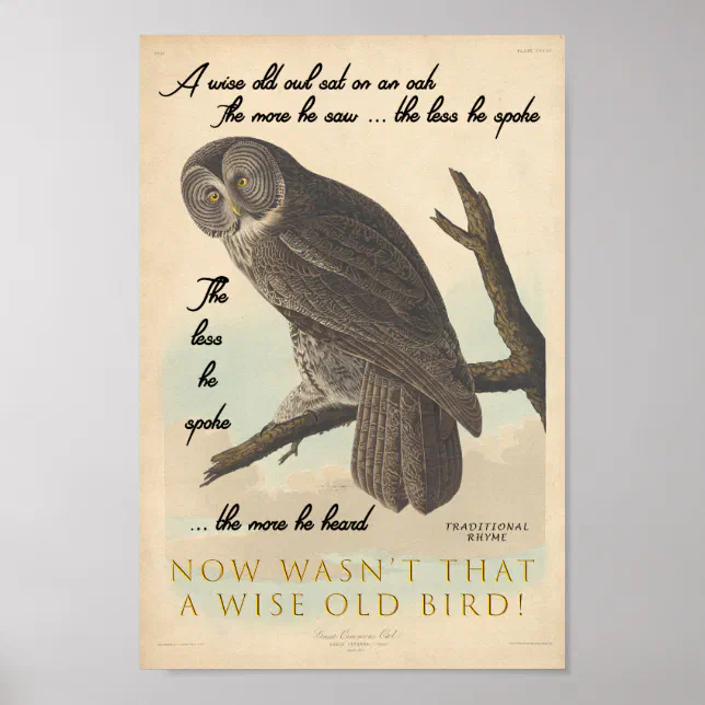 Wise Old Owl Poster | Zazzle