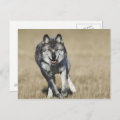 Wolf (Canis Lupus) Running Towards Camera Postcard | Zazzle